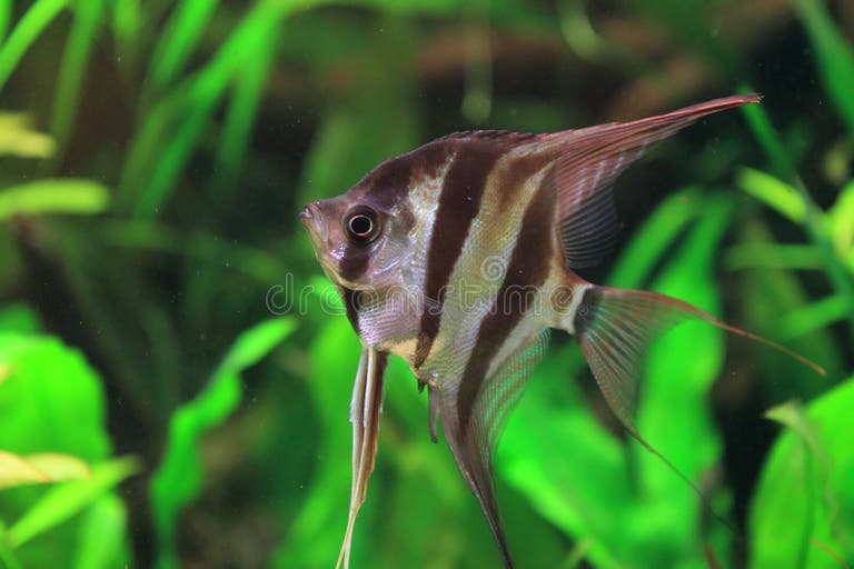 Altum angel stock photo. Image of freshwater, angel, pterophyllum ...