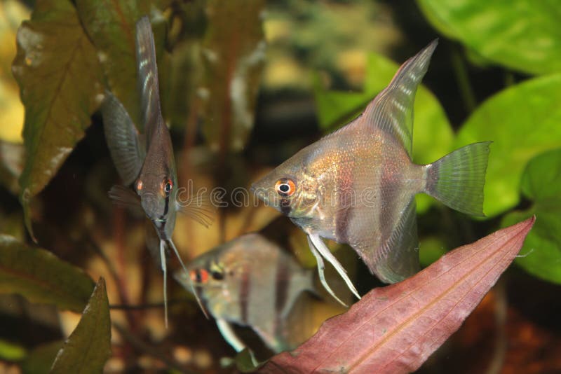 Altum Angelfish Aquarium Fish Stock Image - Image of teardrop ...