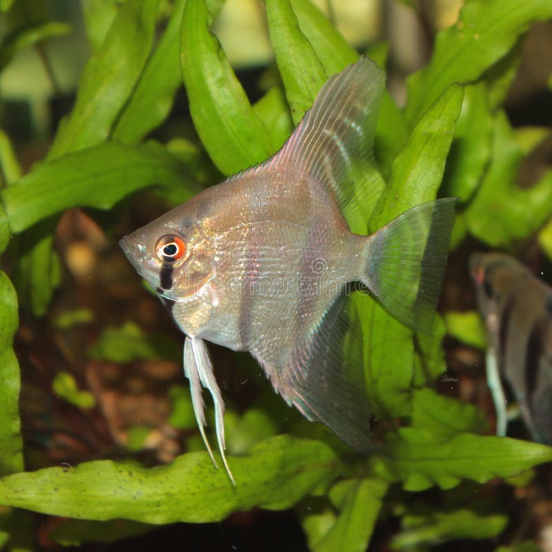 Altum Angelfish Aquarium Fish Stock Photo - Image of leopolds, fauna ...
