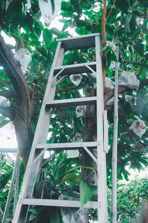 Aluminum Ladder Put on Tree in Garden for Harvest Fruit Stock Photo ...