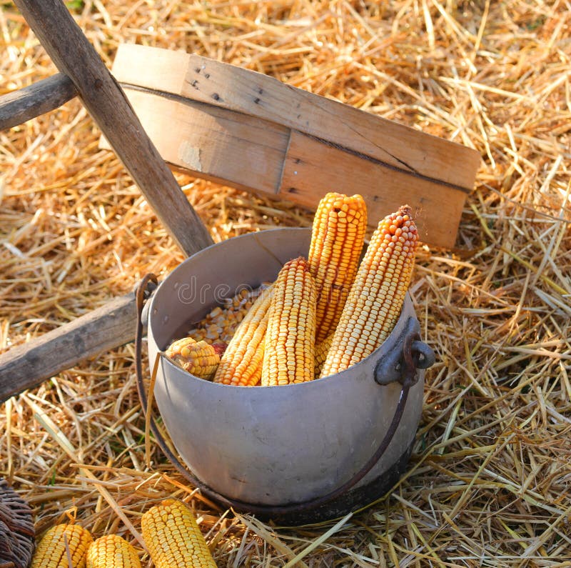Aluminum Pot Filled with Corn Cobs and Yellow Corn Kernels Against a ...