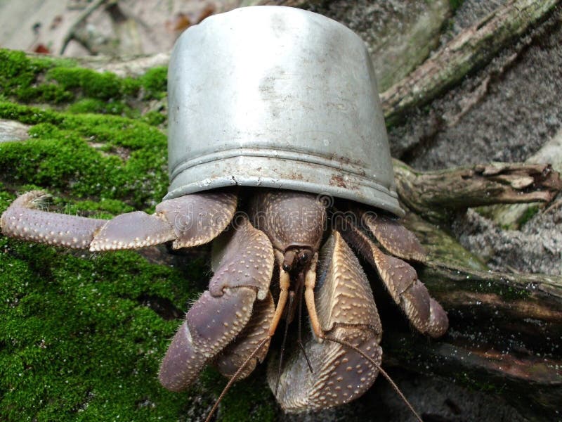 Krustasea Stock Photos - Free & Royalty-Free Stock Photos from Dreamstime