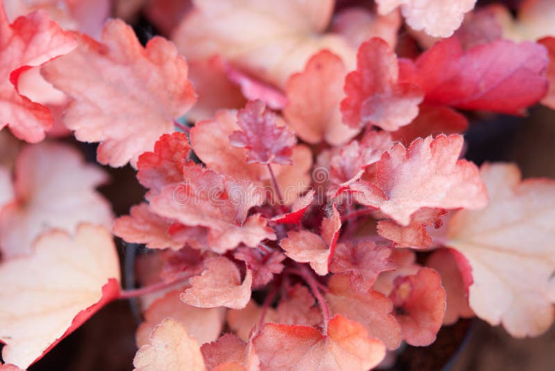 Alumroot, Heuchera with Red Leaves Background Stock Photo - Image of ...