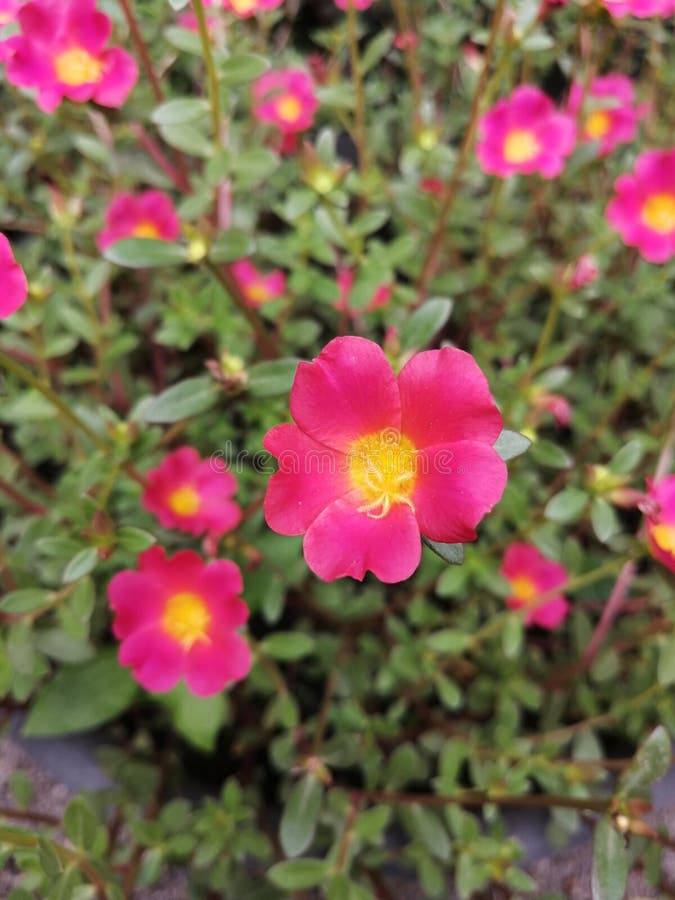 Alusiman Stock Photos - Free & Royalty-Free Stock Photos from Dreamstime