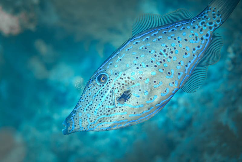 Fish of the Red Sea. Scrawled File Fish Stock Image - Image of japan ...