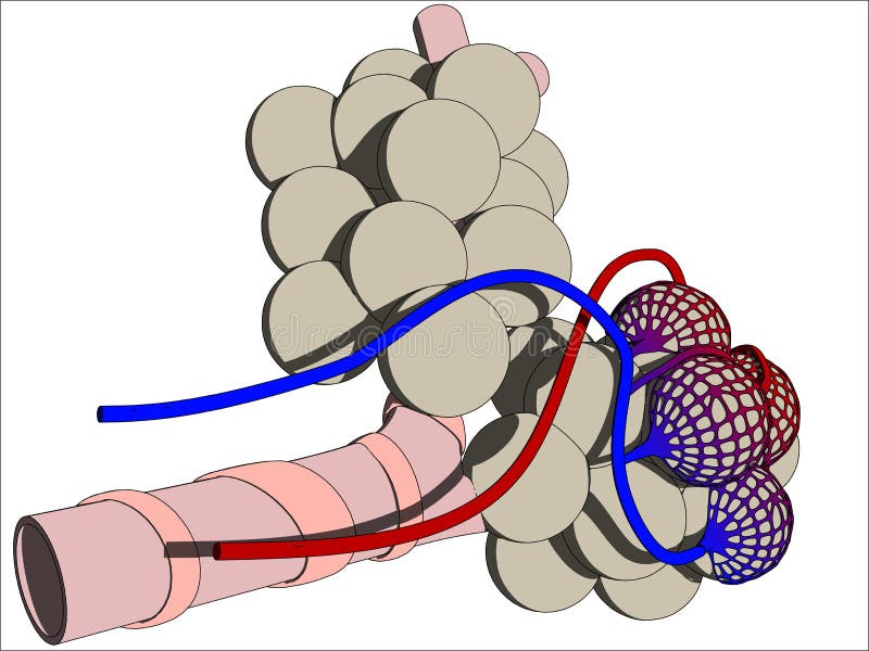 Alvéolos stock de ilustración. Ilustración de vena, ciencia - 11734304