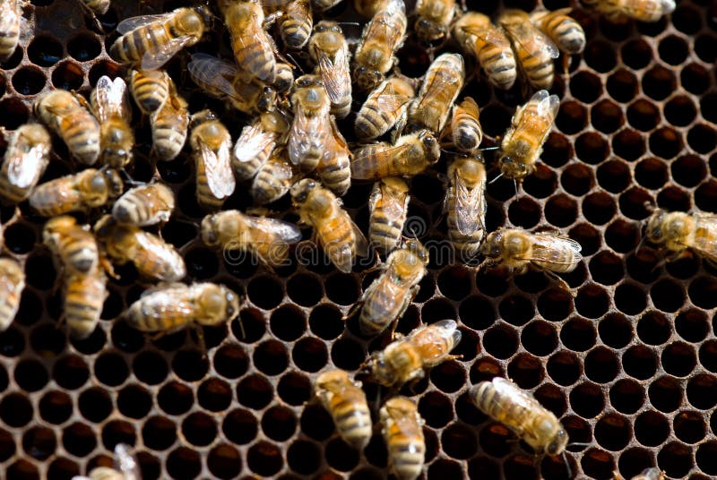 Api All'interno Dell'alveare Immagine Stock - Immagine di medicina ...