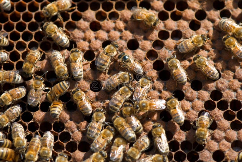 Alveare fotografia stock. Immagine di alveare, apiario - 11153728