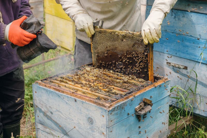 Alveare immagine stock. Immagine di giardino, mano, alveare - 134898463