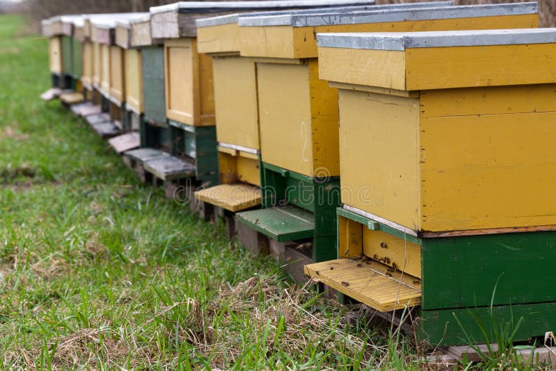 Miele dell'alveare fotografia stock. Immagine di honeyed - 91284312