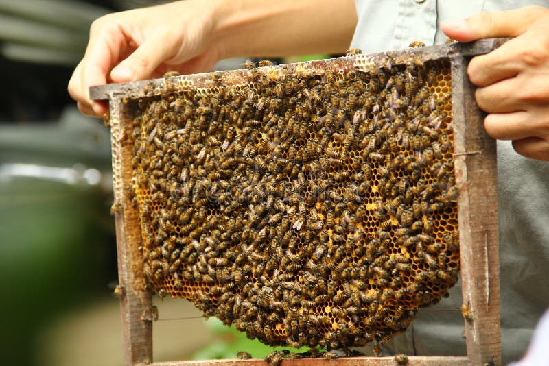 Alveare immagine stock. Immagine di giallo, operai, nave - 36647337