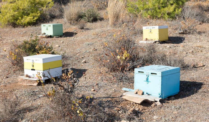 Alveare Con Le Api in Grecia Immagine Stock - Immagine di dorato ...