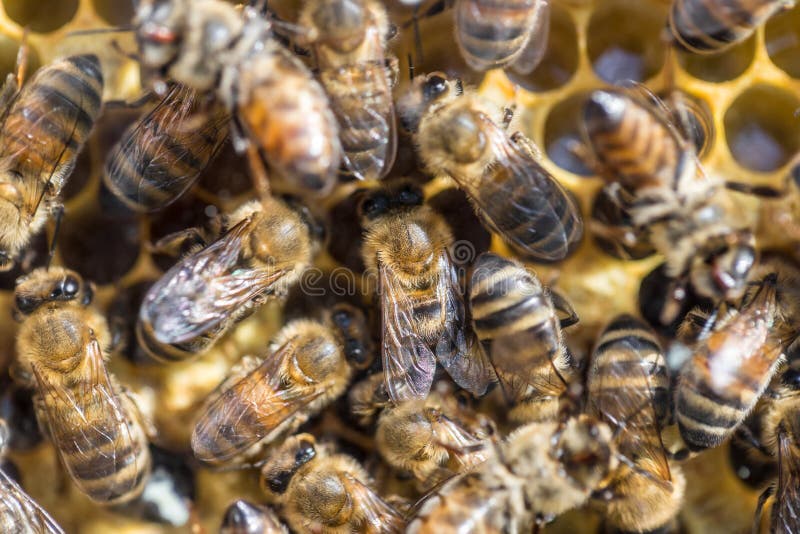 Alveare con molte api immagine stock. Immagine di animali - 155219461