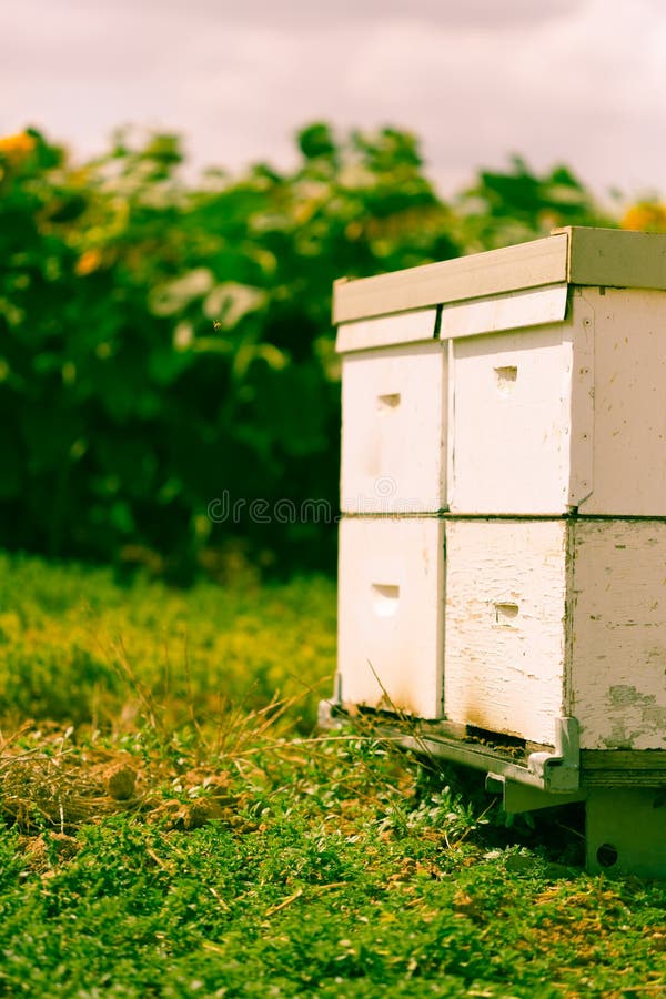 Alveare dalle api fotografia stock. Immagine di nave - 60239578