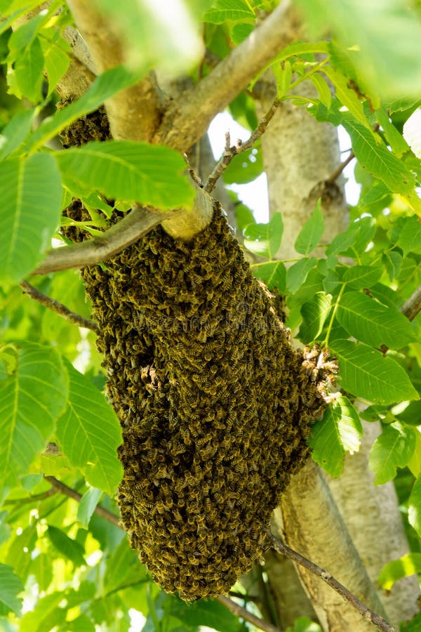 Alveare del miele fotografia stock. Immagine di gruppo - 43440372