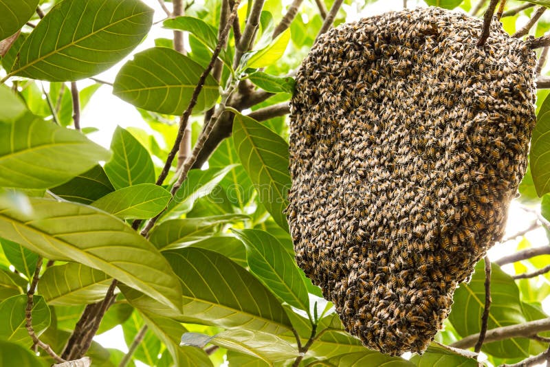 Alveare delle api fotografia stock. Immagine di alimento - 42929162
