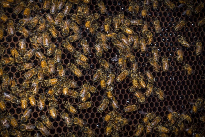 6,697 Alveare Delle Api Foto - Foto Stock Gratis e Royalty-Free da ...