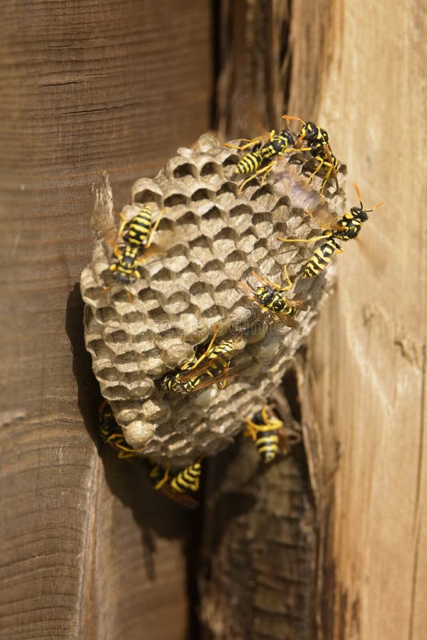 Alveare Di Legno Per Le Vespe Fotografia Stock - Immagine di estratto ...