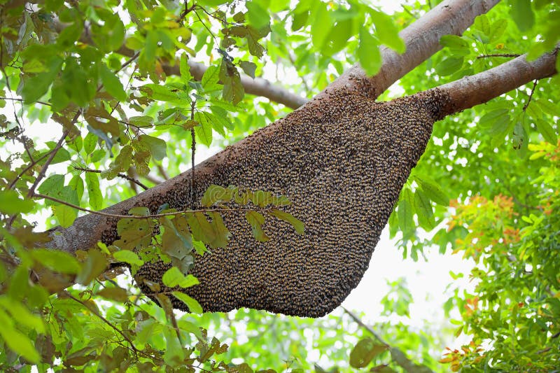 Alveare naturale immagine stock. Immagine di favo, esagono - 35005207