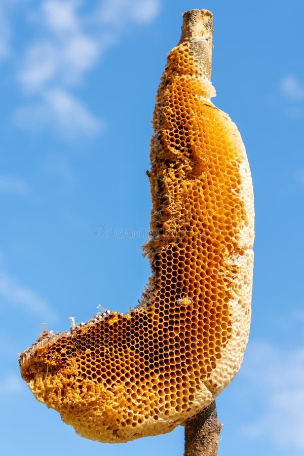 Alveare naturale dell'ape immagine stock. Immagine di ascensione - 74589513