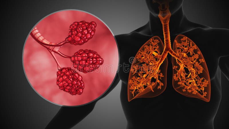 The Alveolar Structure of the Human Respiratory System Stock Video ...