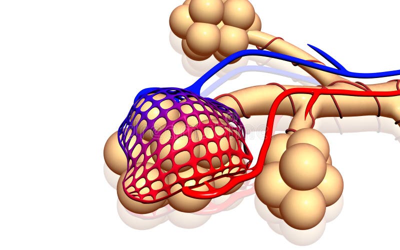 Alveoler stock illustrationer. Illustration av luftstrupe - 11734304