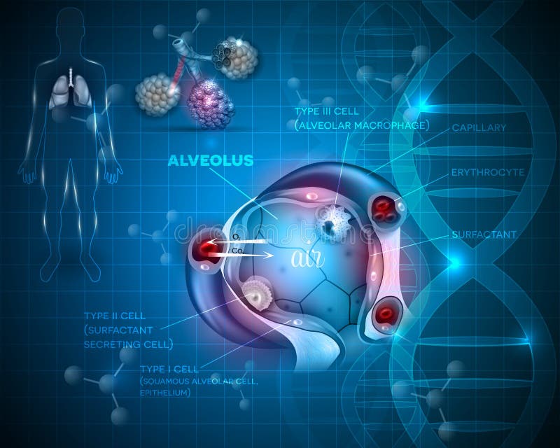 Alveoler anatomi, andning vektor illustrationer. Illustration av ...