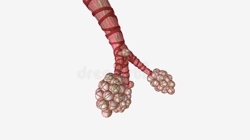 Alveoli Cross Section Alveolus Stock Footage - Video of virus, breath ...