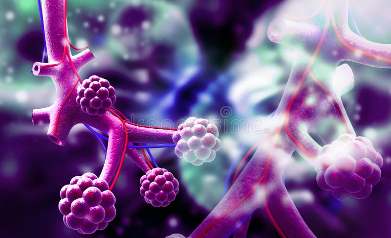 Alveoli stock illustration. Illustration of heart, lung - 32544207