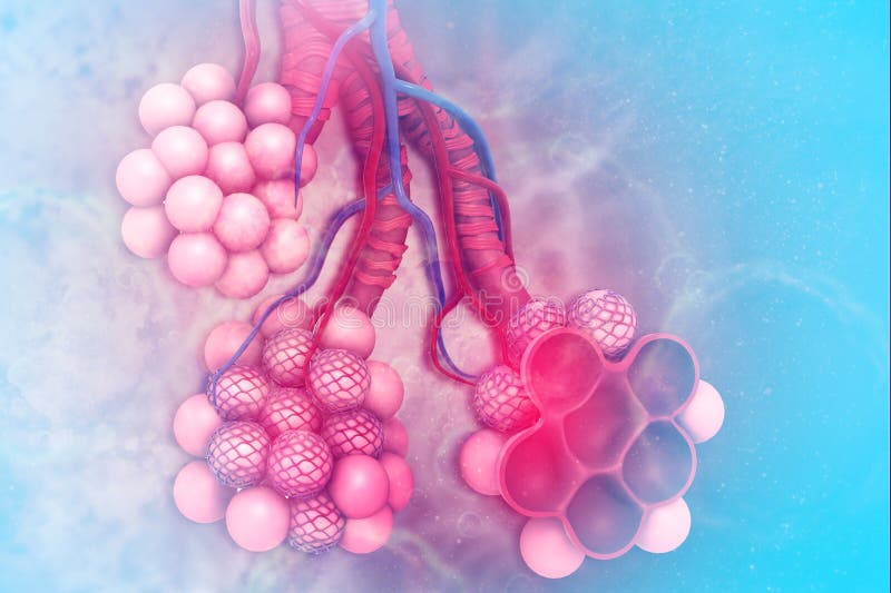 Alveoli in lungs stock illustration. Illustration of cavity - 278500448
