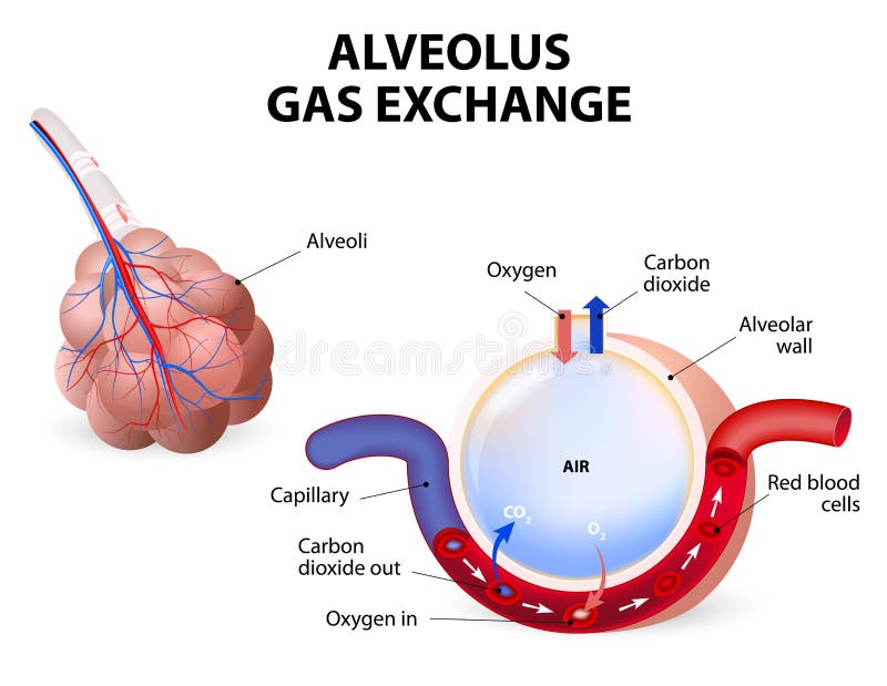 Scambio Di Gas Degli Alveoli Illustrazione Vettoriale - Illustrazione ...