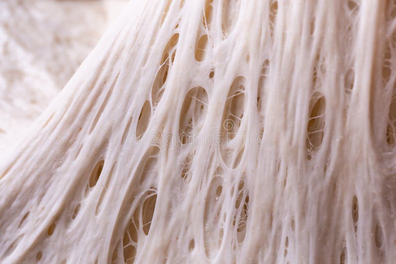 Alveolus gluten matrix stock image. Image of matrix - 136028063