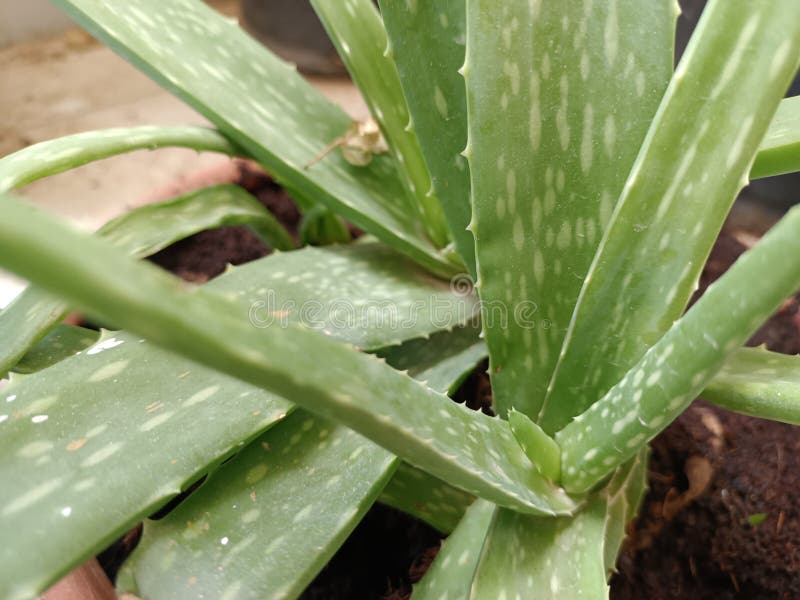 Alvira Closeup View from Garden Stock Image - Image of soil, food ...