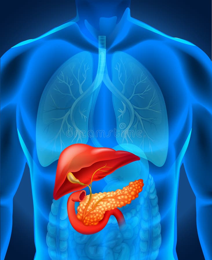 Alvleesklier Menselijk Silhouet Met Benadrukte Interne Organen Close-up ...