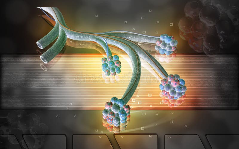 Alvéolos stock de ilustración. Ilustración de alvéolos - 44656744