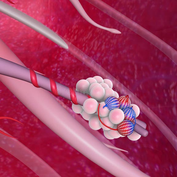 Alvéolos stock de ilustración. Ilustración de extracto - 47649313