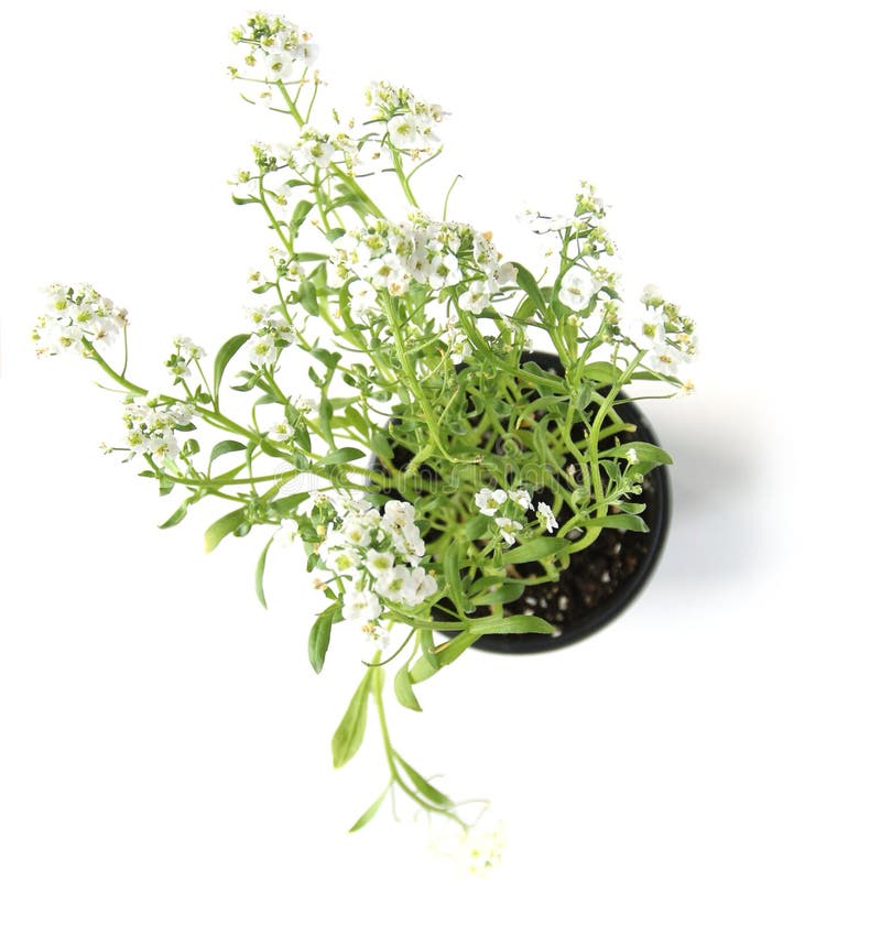 Alyssum in plastic pot stock image. Image of plant, rockery - 276816113