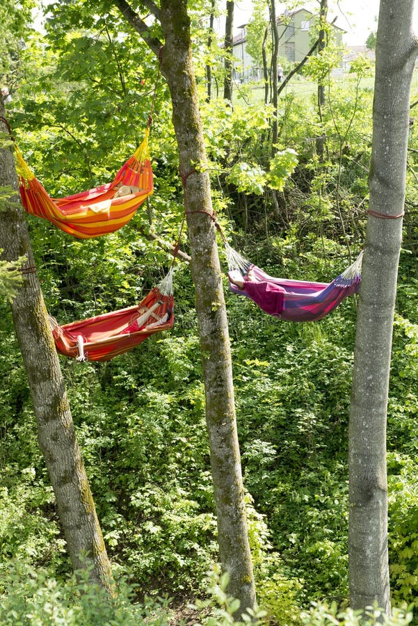 Amache fra gli alberi fotografia stock. Immagine di fissato - 40557484