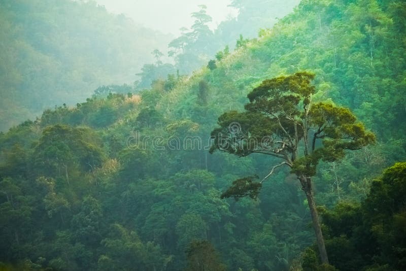 Amaing Big Tree in Green Forrest,thailand. Stock Image - Image of ...