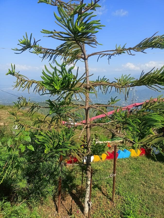 Amla tree stock photo. Image of amla, garden, shrub - 339359192