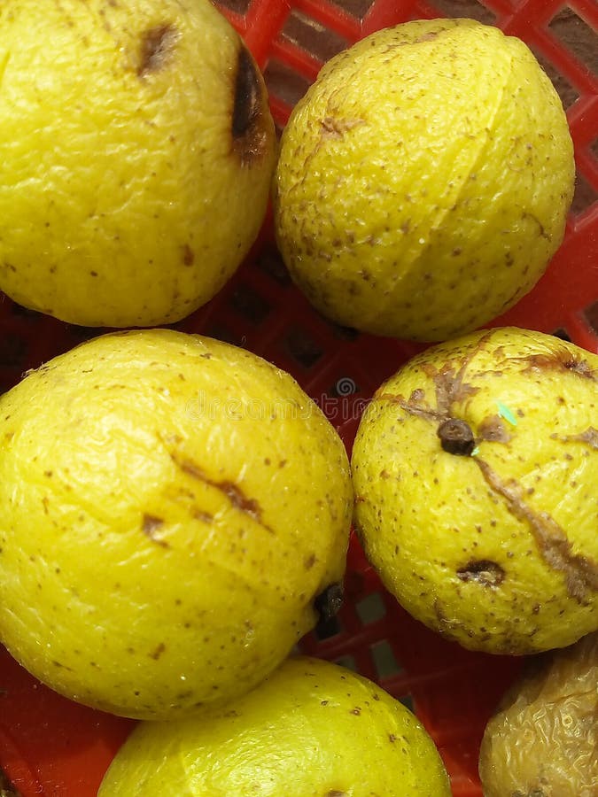 Amalaki Fruit -Powerful Health Benefits Of The Indian Fruit Stock Photo ...