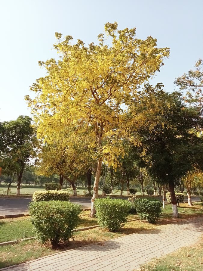 Amaltas stock photo. Image of tree, amaltas, sunlight - 271181650