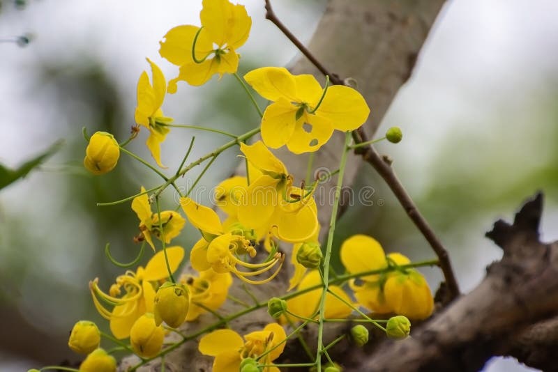 Amaltas Or Golden Shower Tree Or Indian Laburnum Amaltas Golden Shower