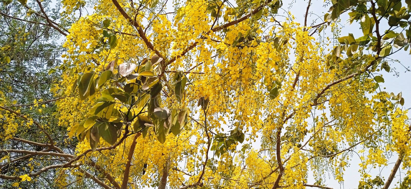 Amaltas Golden Shower Tree Indian Laburnum Cassia Fistula Flowers Stock
