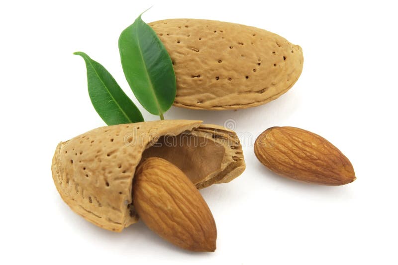 Amandelpit stock foto. Image of organisch, nave, naughty - 53607042