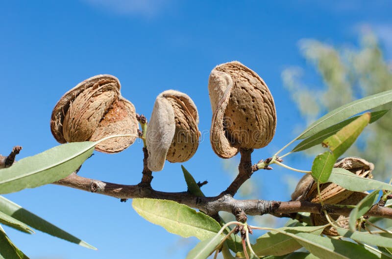 Onrijpe amandel op boom stock afbeelding. Image of amandel - 6211485