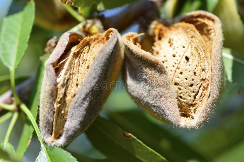 Meisje Die Amandelboom in Een Tuin Planten Stock Afbeelding - Image of ...