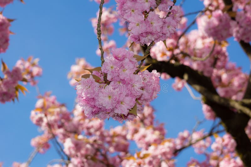 Amandelbloesem stock foto. Afbeelding bestaande uit openlucht - 91484120