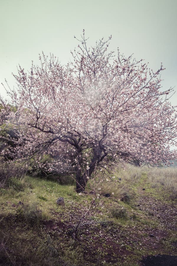 Amandelboom in Bloesem stock foto. Image of landbouwbedrijf - 37619298