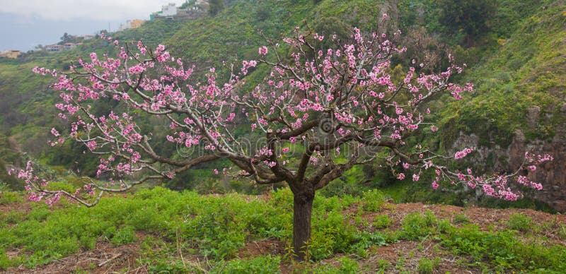 Amandelboom het bloeien stock foto. Image of niemand - 32882256